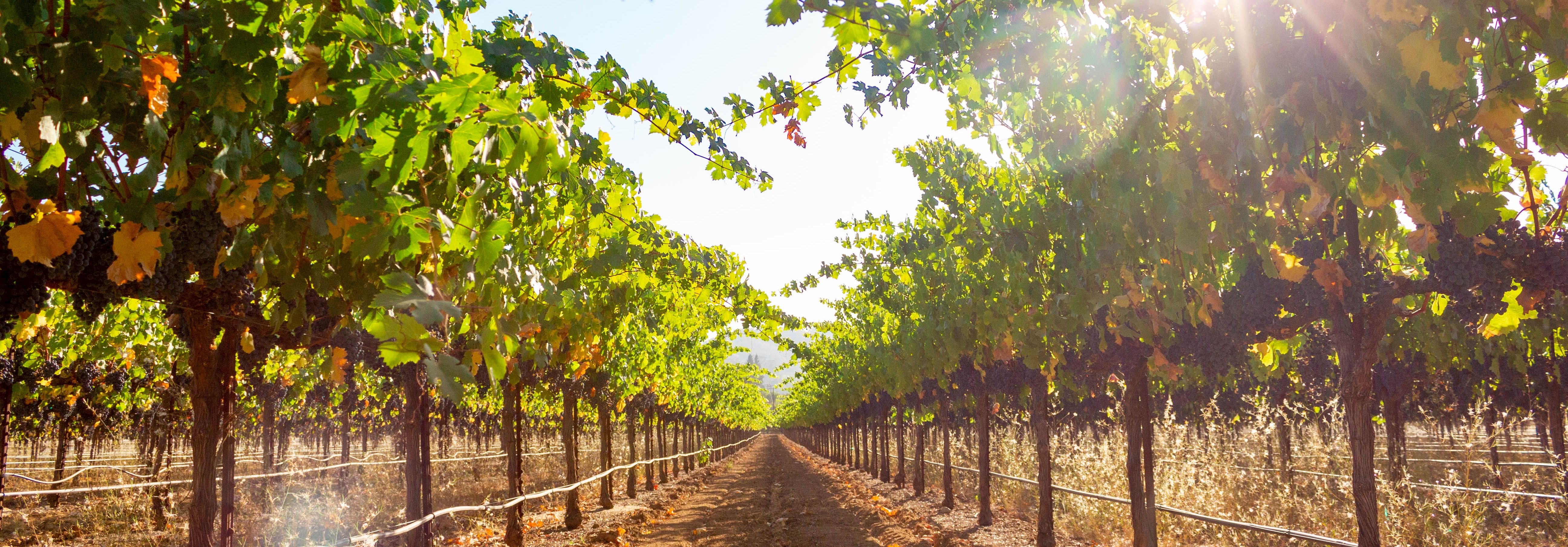 Start Planning Your Event - Hyatt Regency Sonoma Wine Country